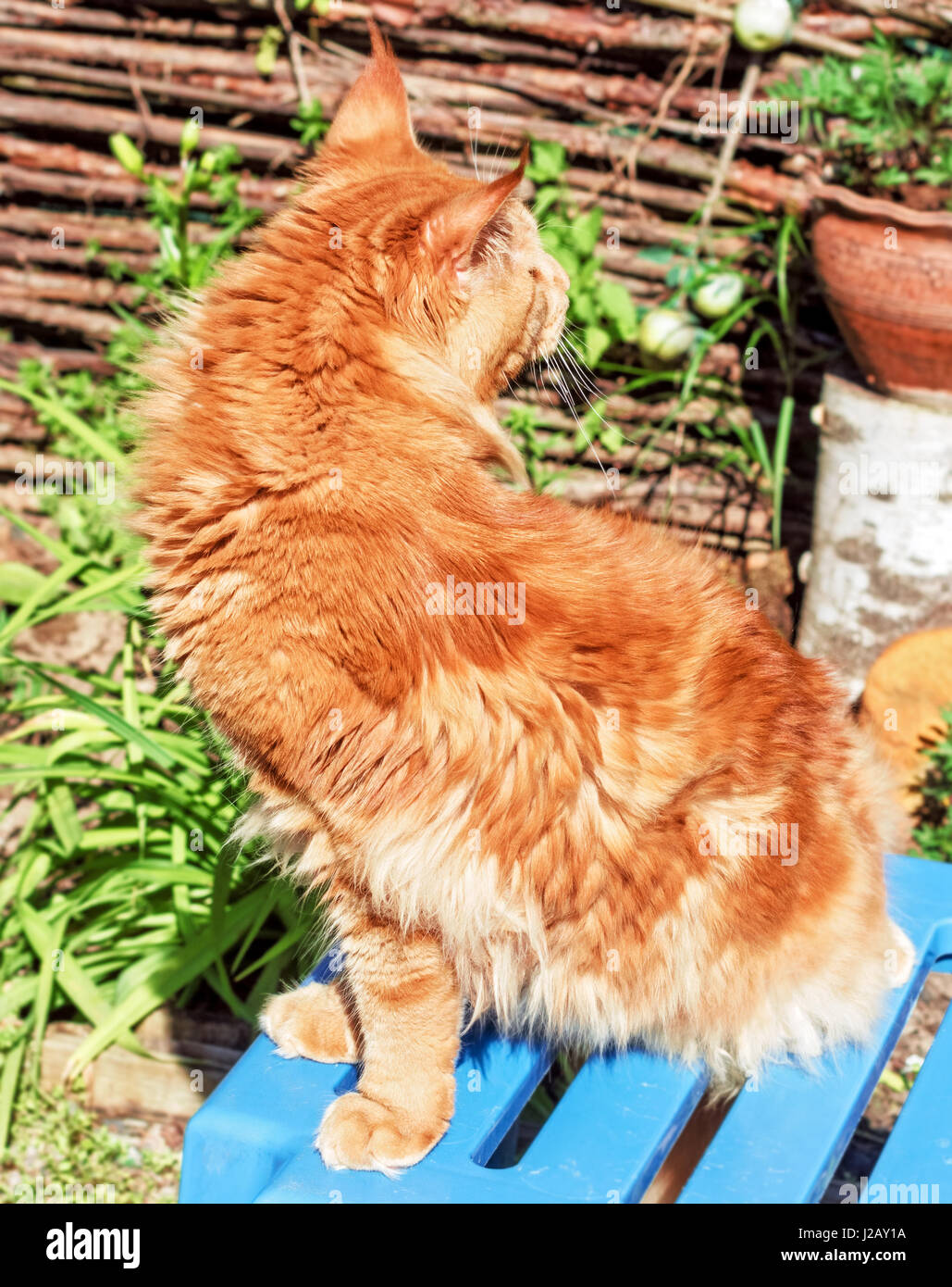 Adult ginger maine coon sitting half-turned at summer sunny day Stock ...
