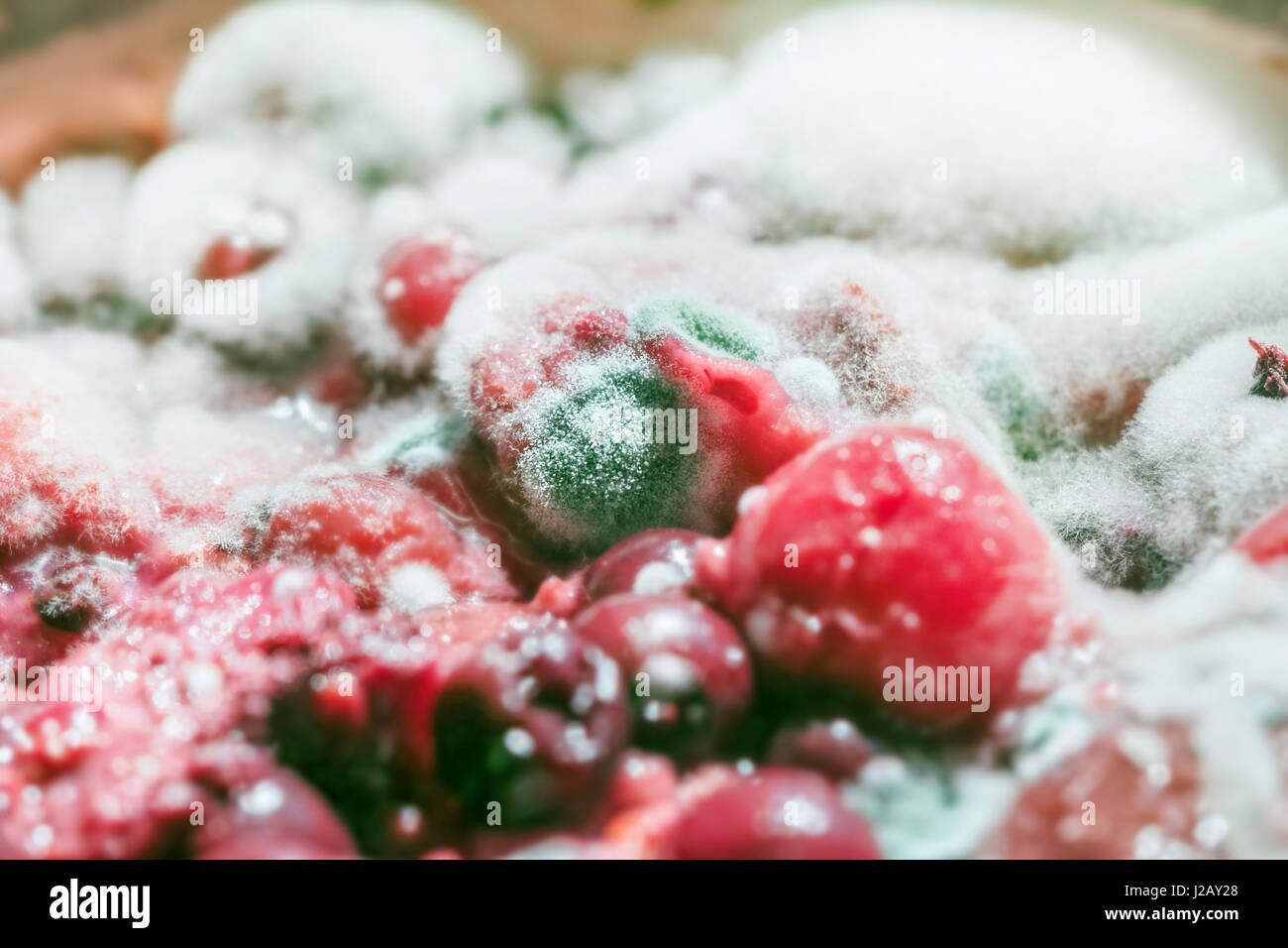Fresh nice mold on berries like symbol of horror Stock Photo - Alamy