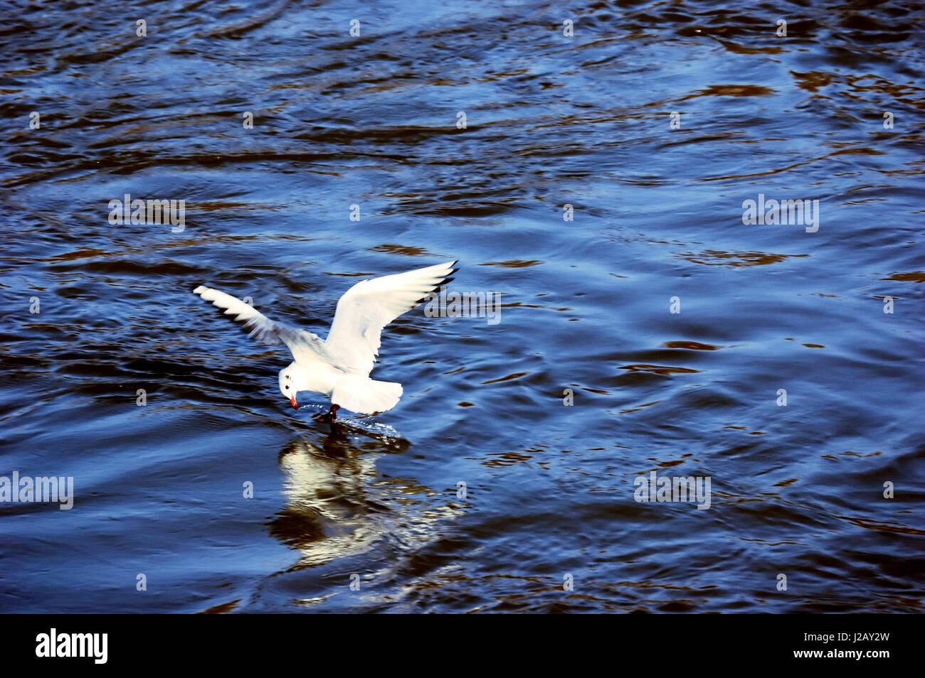 a seagull in the act of capturing a fish Stock Photo - Alamy