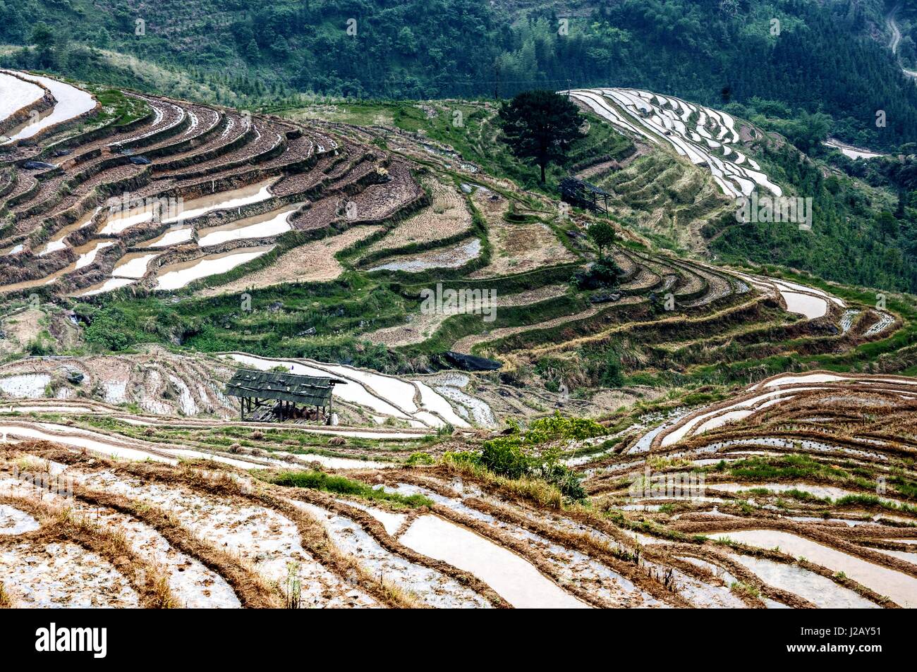 Colorful terraced fields scenery in spring Stock Photo - Alamy