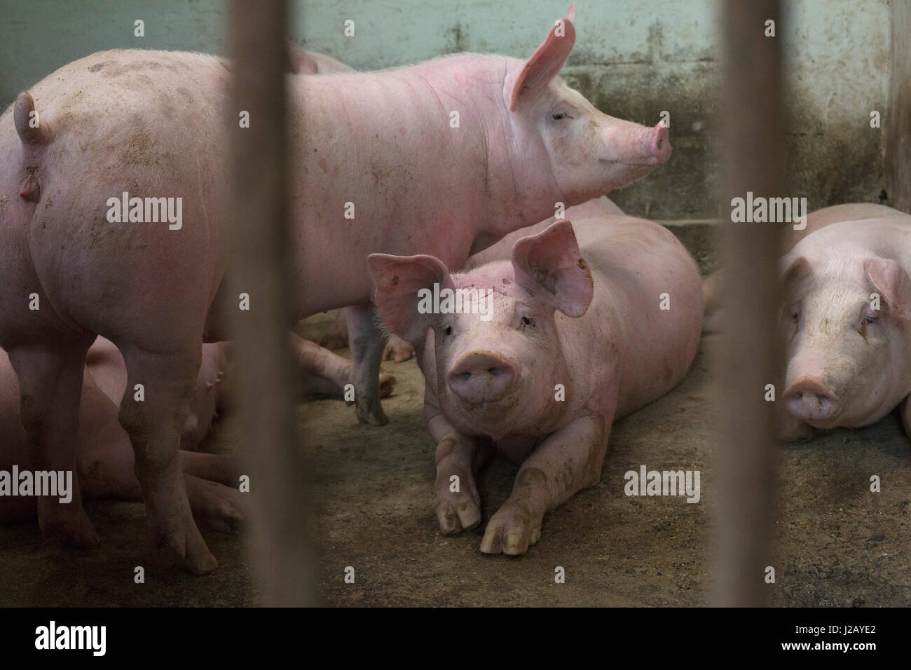 Four pigs farm hi-res stock photography and images - Alamy