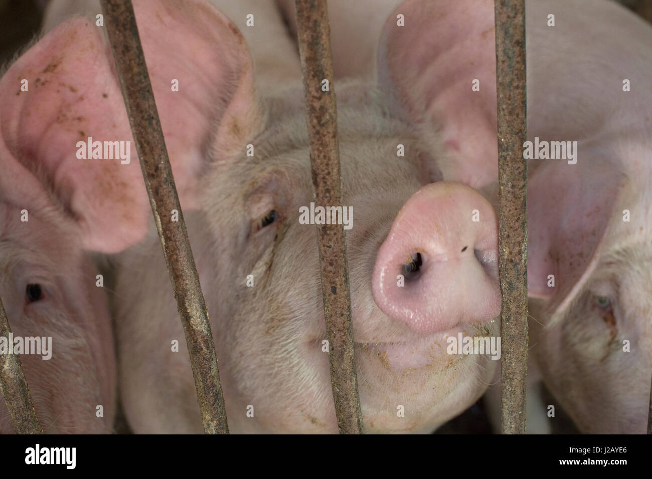 Farm animals enclosure hi-res stock photography and images - Alamy