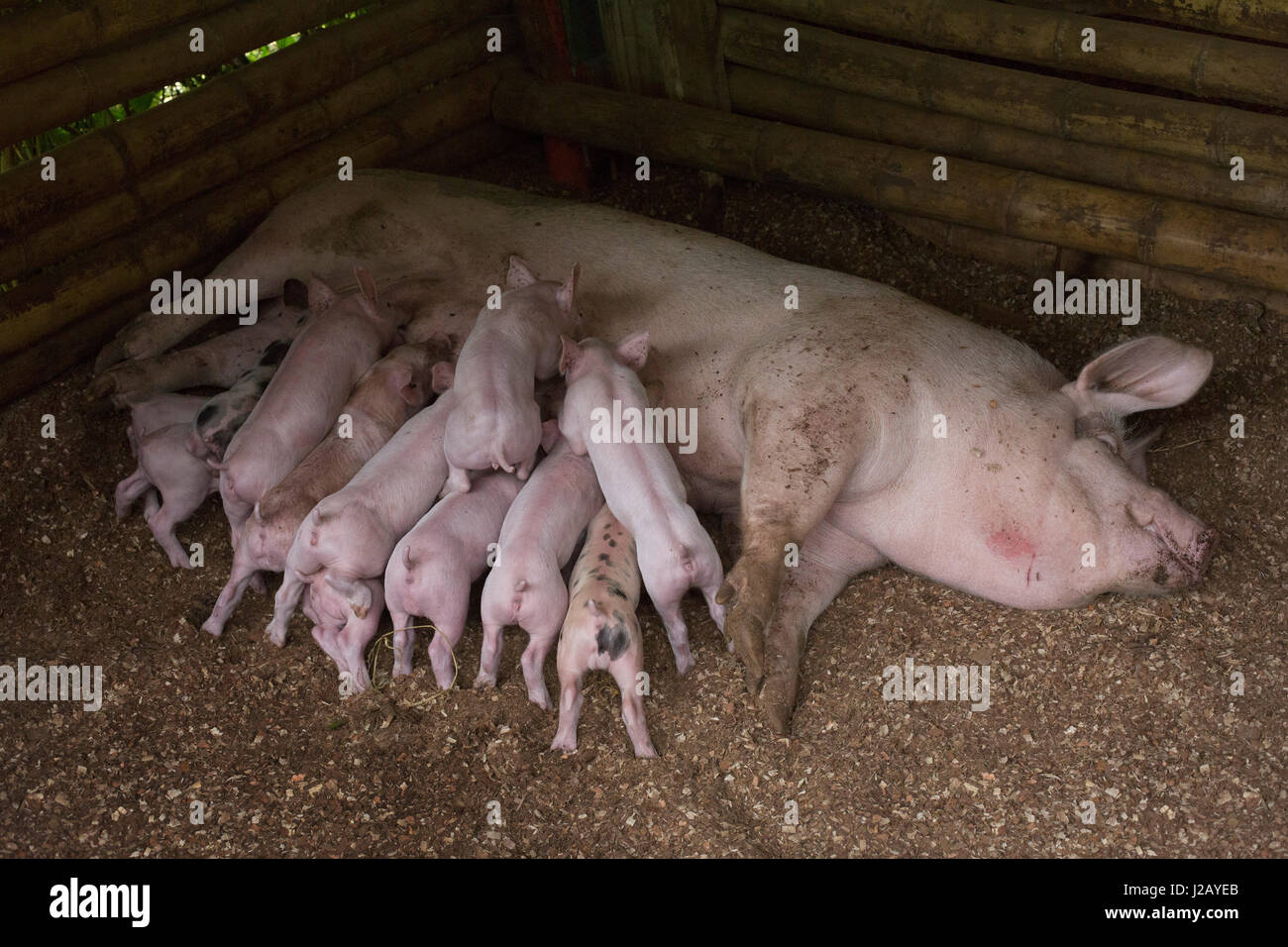 Pig pen hi-res stock photography and images - Alamy
