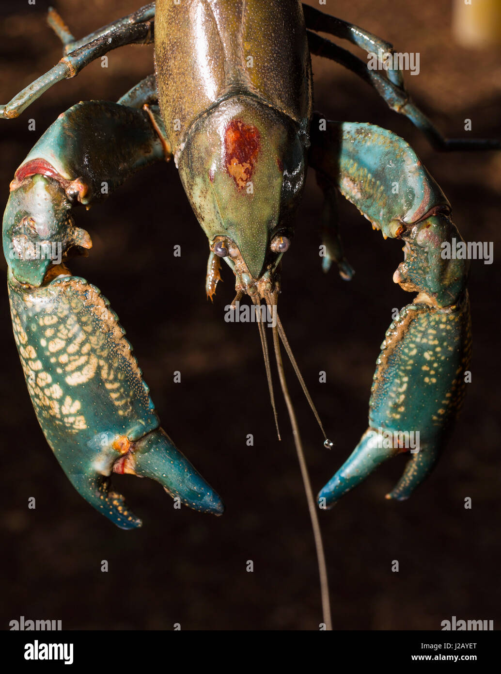 Close up crayfish hi-res stock photography and images - Alamy
