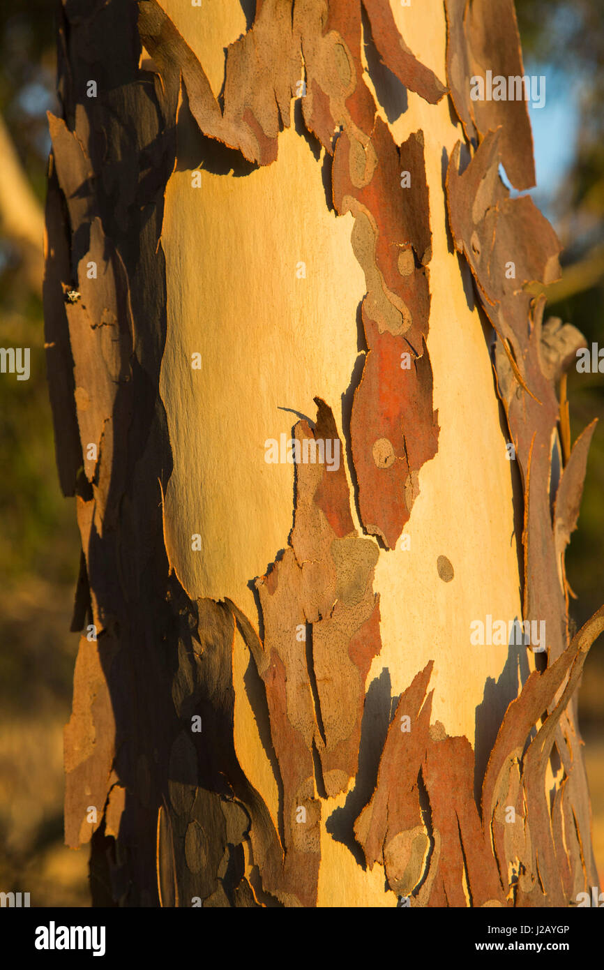 Close-up of weathered tree bark Stock Photo - Alamy
