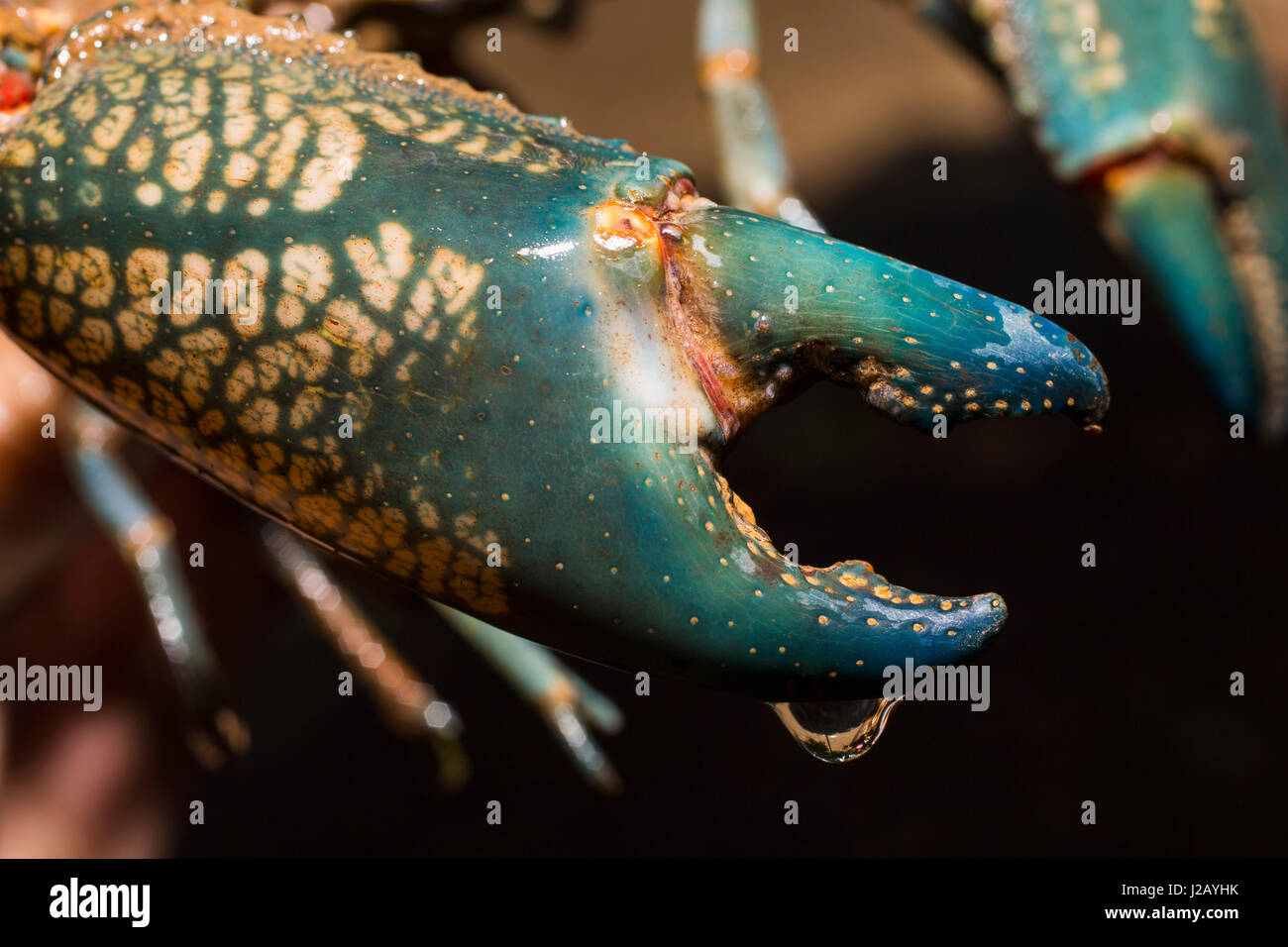 Crayfish focus hi-res stock photography and images - Alamy