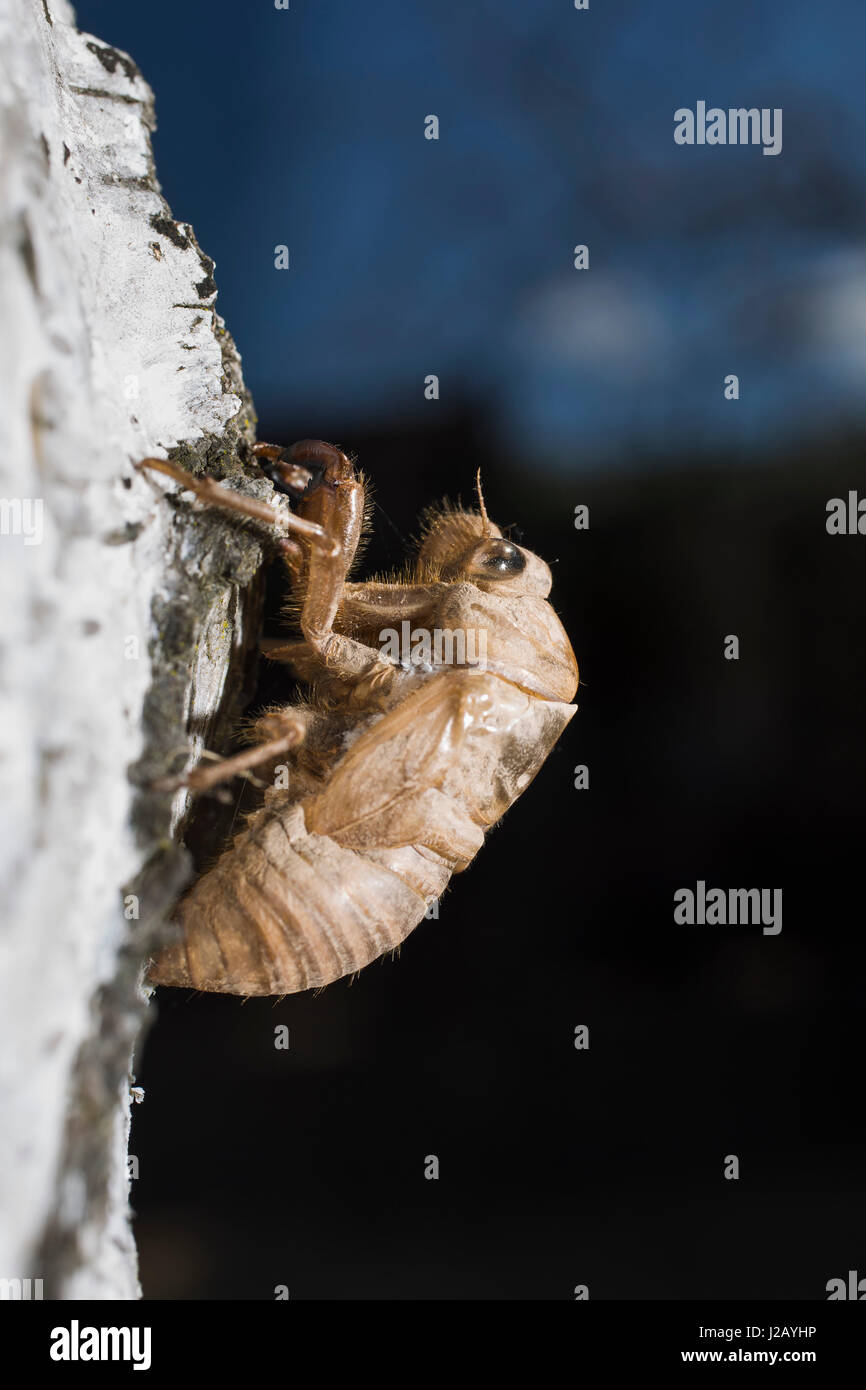 Cicada image hi-res stock photography and images - Alamy
