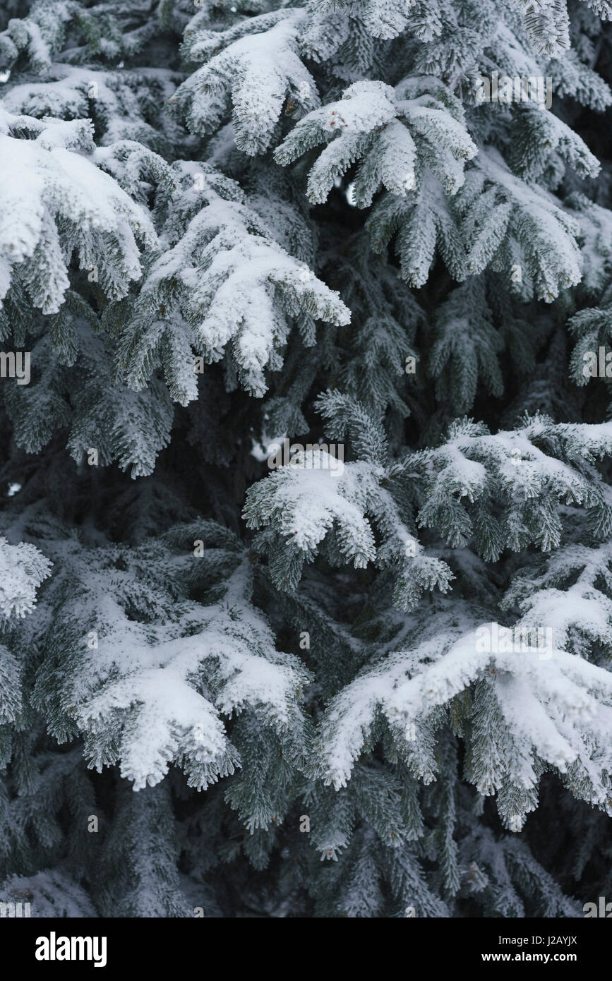 Pine trees snow full tree hi-res stock photography and images - Alamy