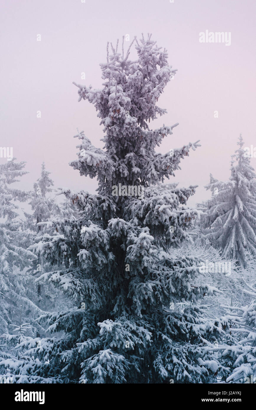 Pine trees snow low angle hi-res stock photography and images - Alamy