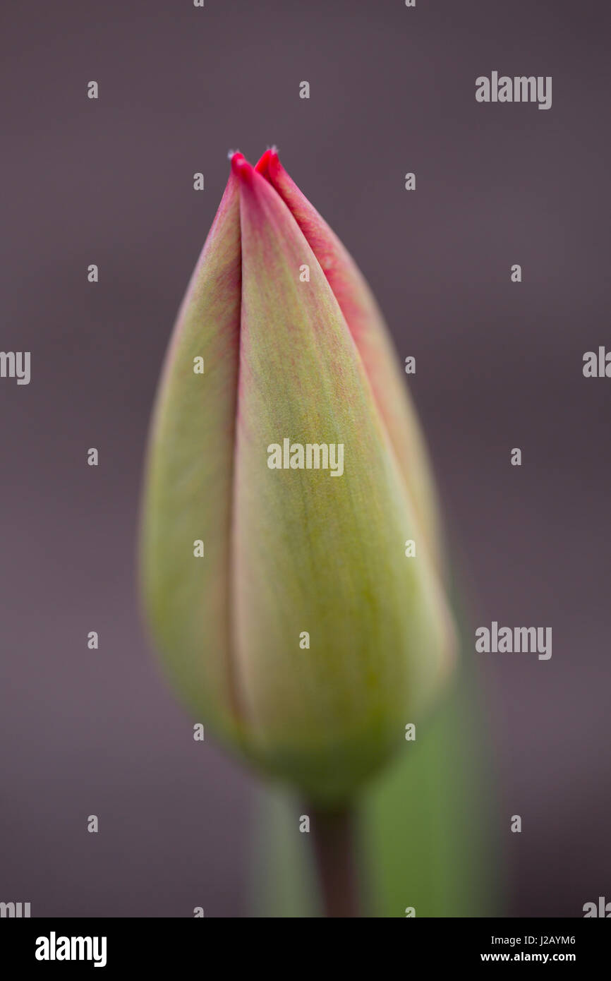 Spring buds tulip in garden Stock Photo - Alamy