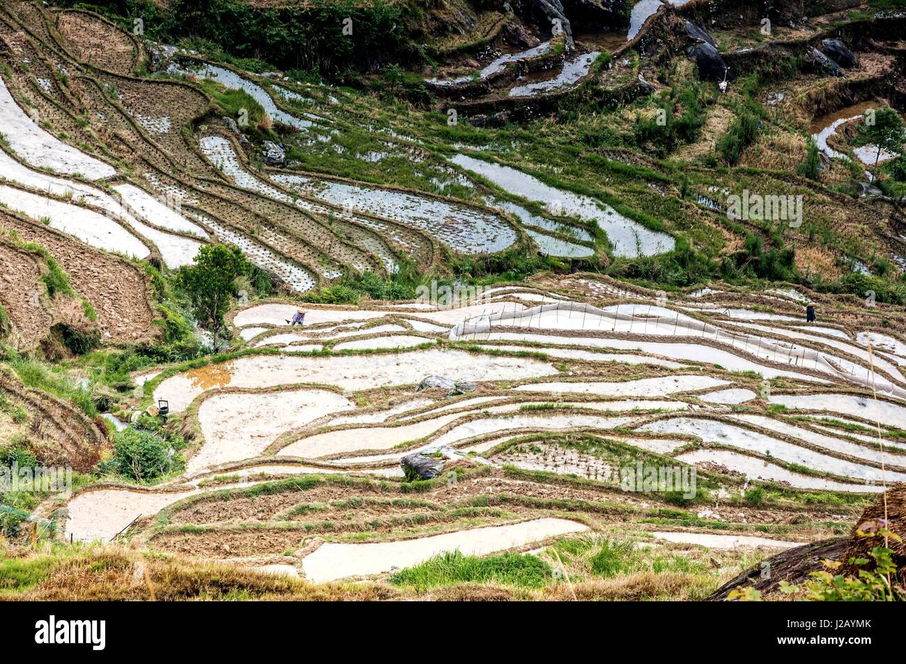 Colorful terraced fields scenery in spring Stock Photo - Alamy