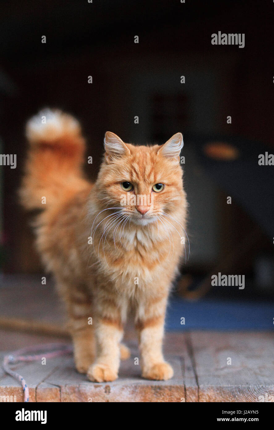 Portrait of ginger cat standing on floorboard Stock Photo - Alamy