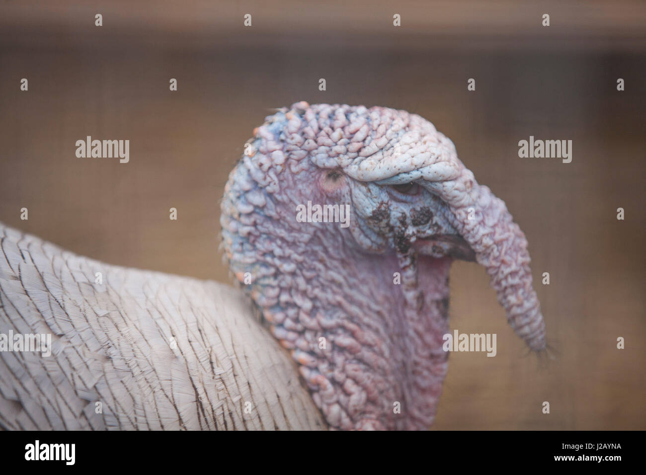 Side view of turkey outdoors Stock Photo - Alamy