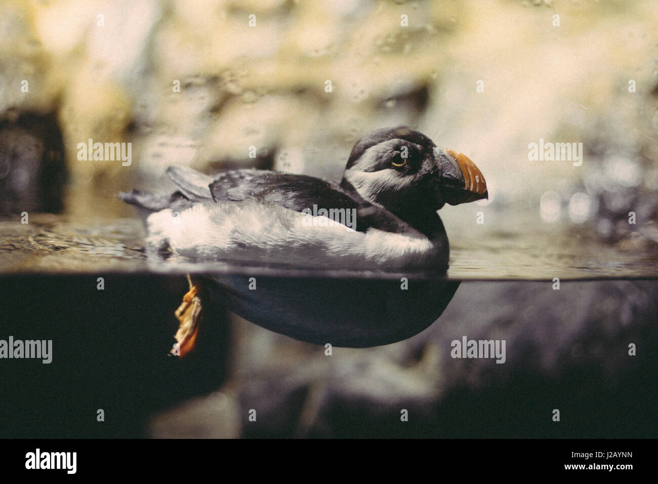 Side view of puffin swimming in water Stock Photo - Alamy