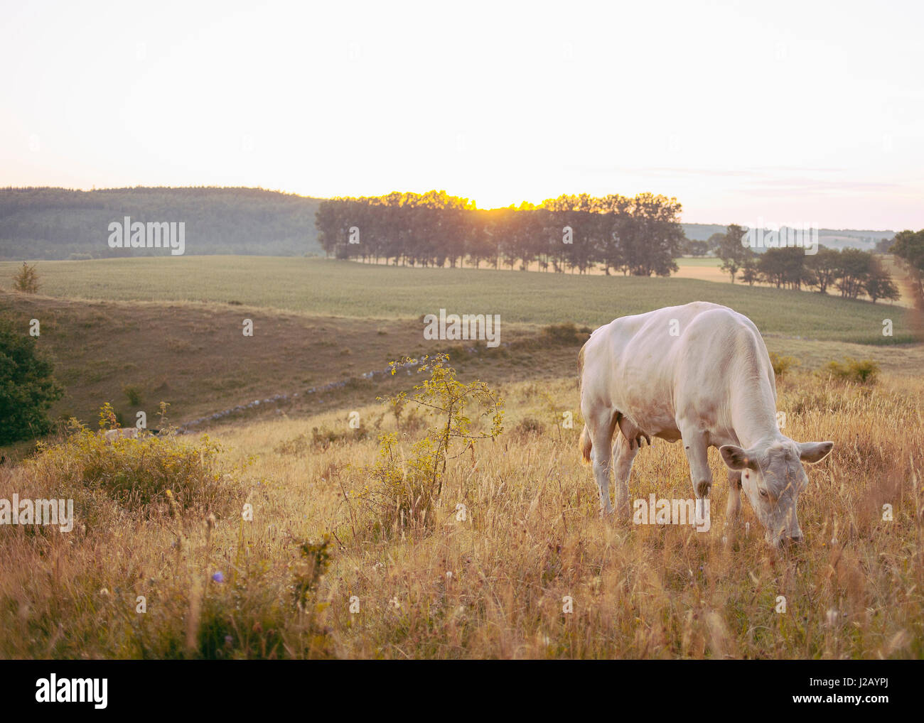 Clear cow hi-res stock photography and images - Alamy