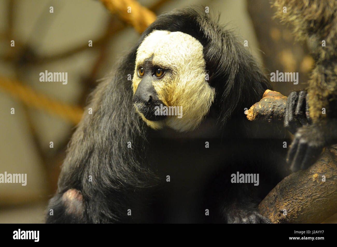 Pale faced saki hi-res stock photography and images - Alamy