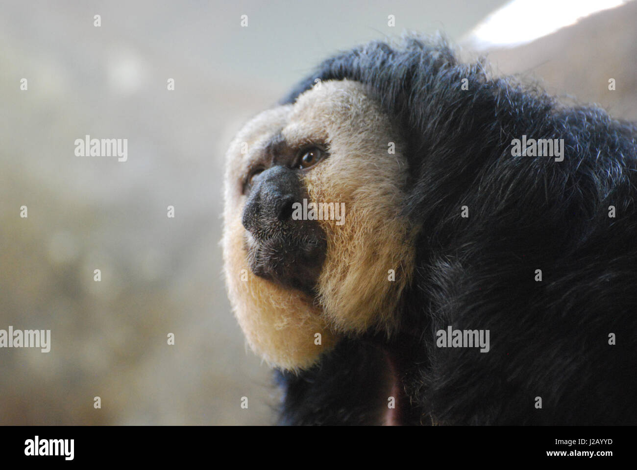Pale faced saki monkey up close and personal Stock Photo - Alamy