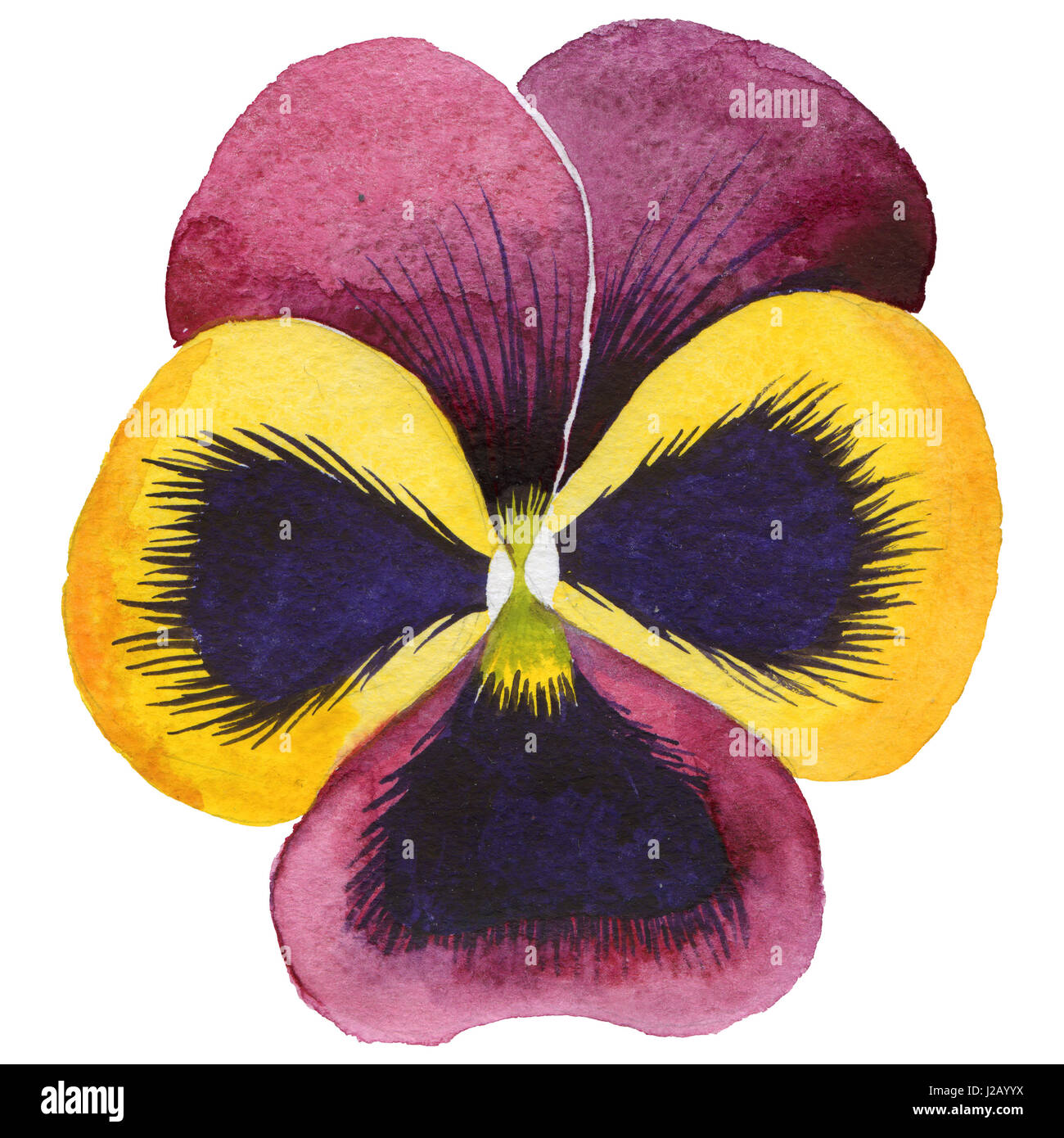 Viola Drawing High Resolution Stock Photography and Images - Alamy