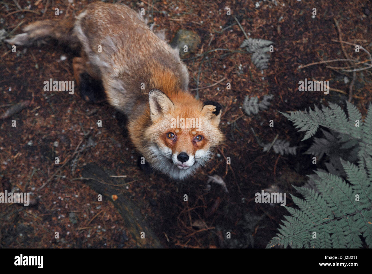 High angle portrait of fox in forest Stock Photo - Alamy