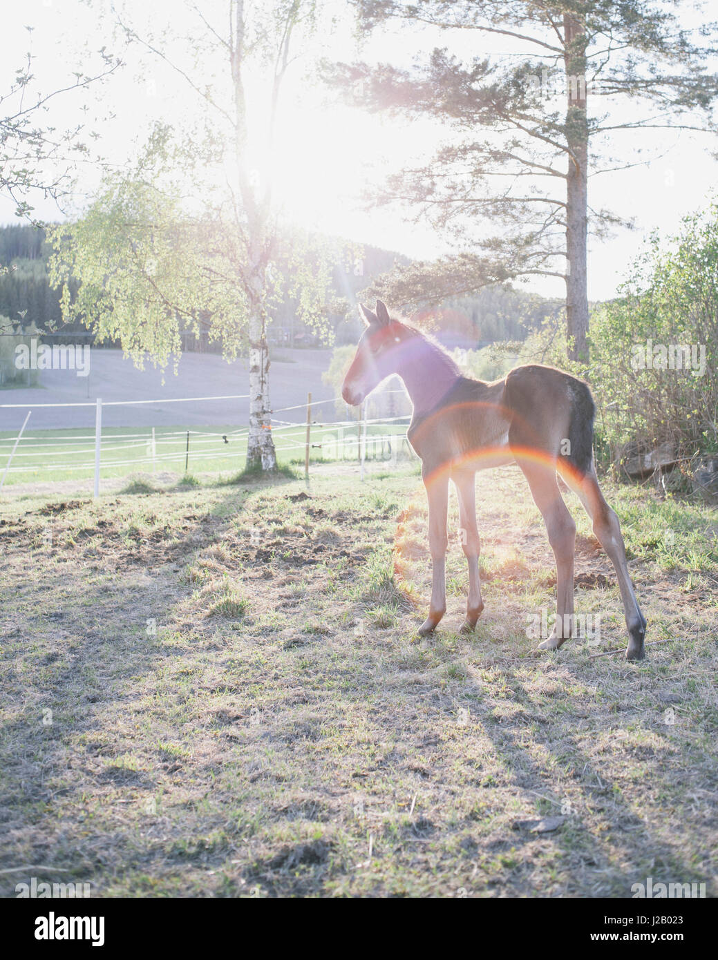Foal standing in hi-res stock photography and images - Alamy