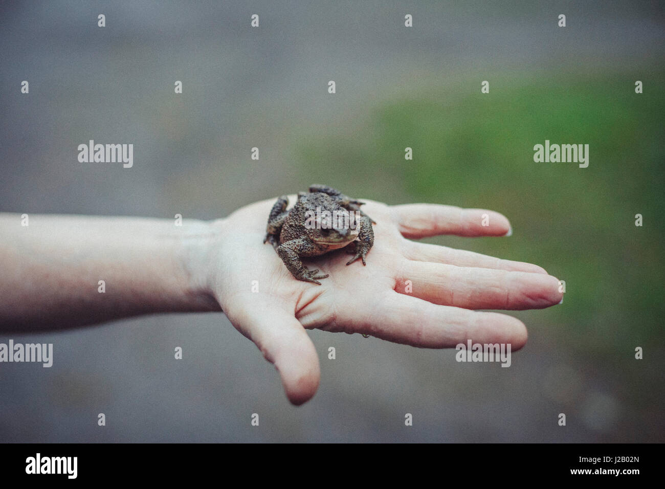 Cropped image of hand holding frog Stock Photo - Alamy