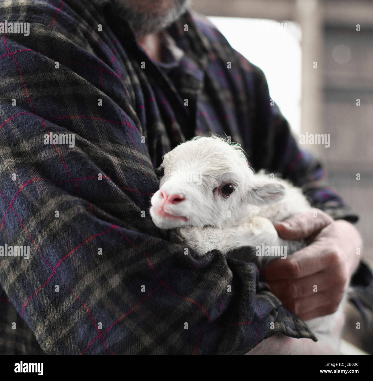Young man holding lamb hi-res stock photography and images - Alamy
