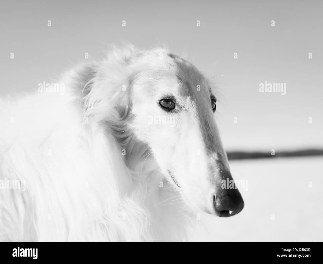 Borzoi nose Black and White Stock Photos & Images - Alamy