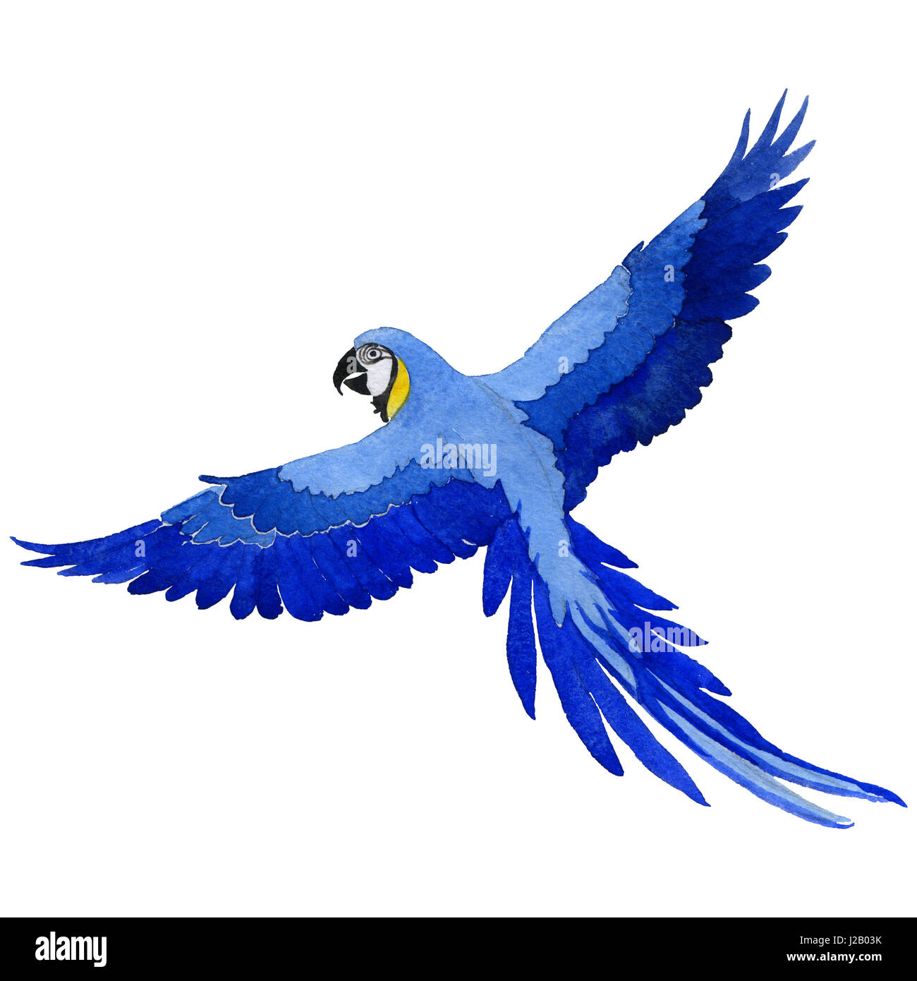 Parrots Flying Drawing