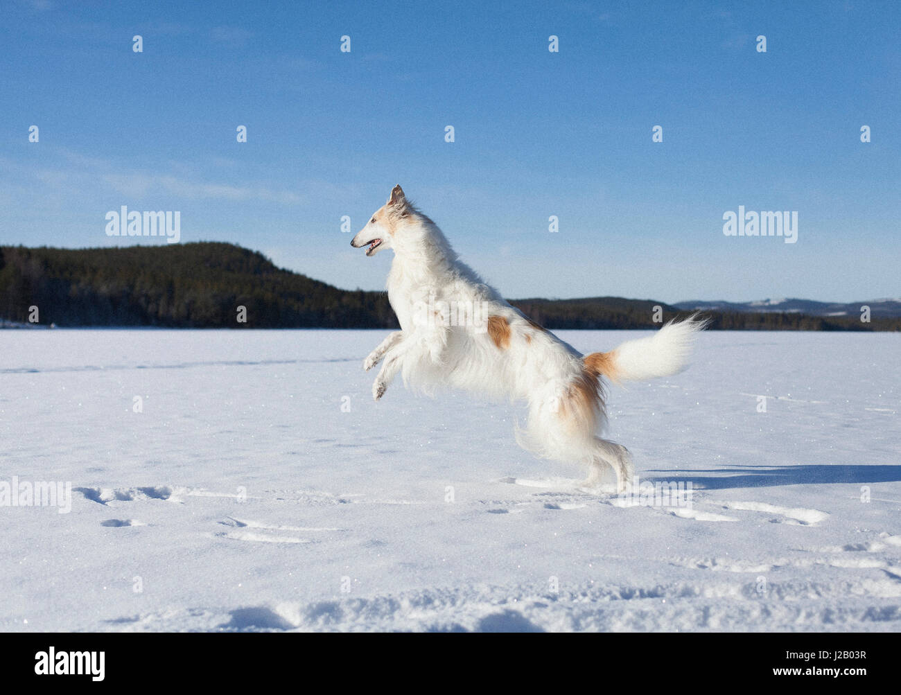 Side view of Borzoi jumping in snow covered field against blue sky ...