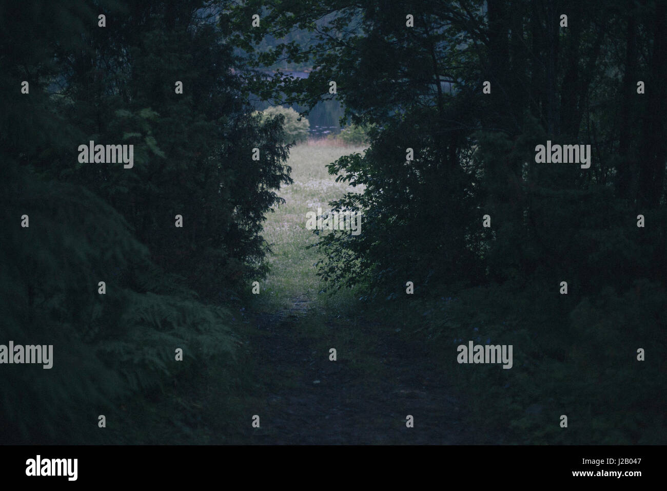 Narrow pathway amidst lush foliage in forest Stock Photo - Alamy