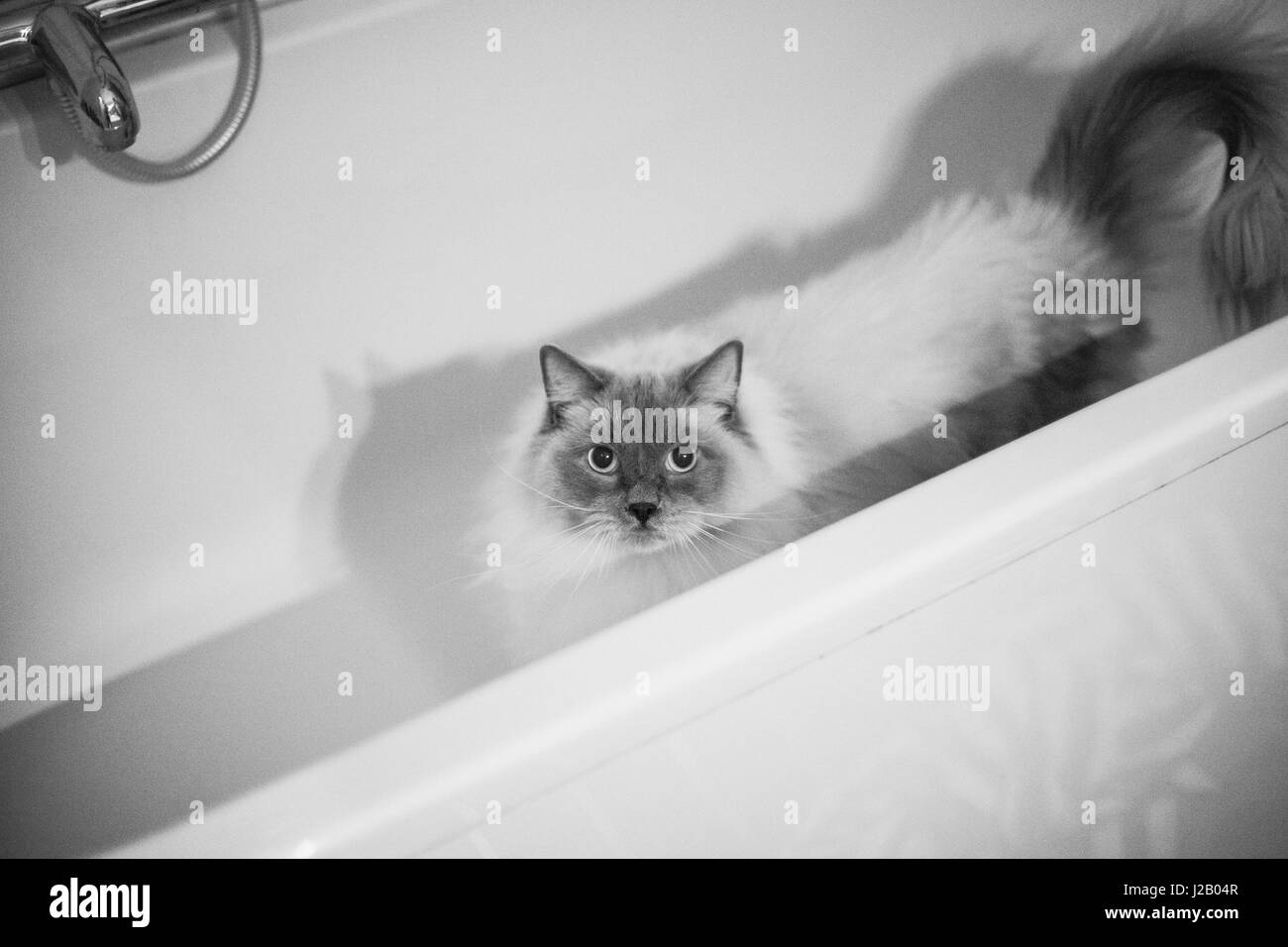 Cat bathroom Black and White Stock Photos & Images - Alamy