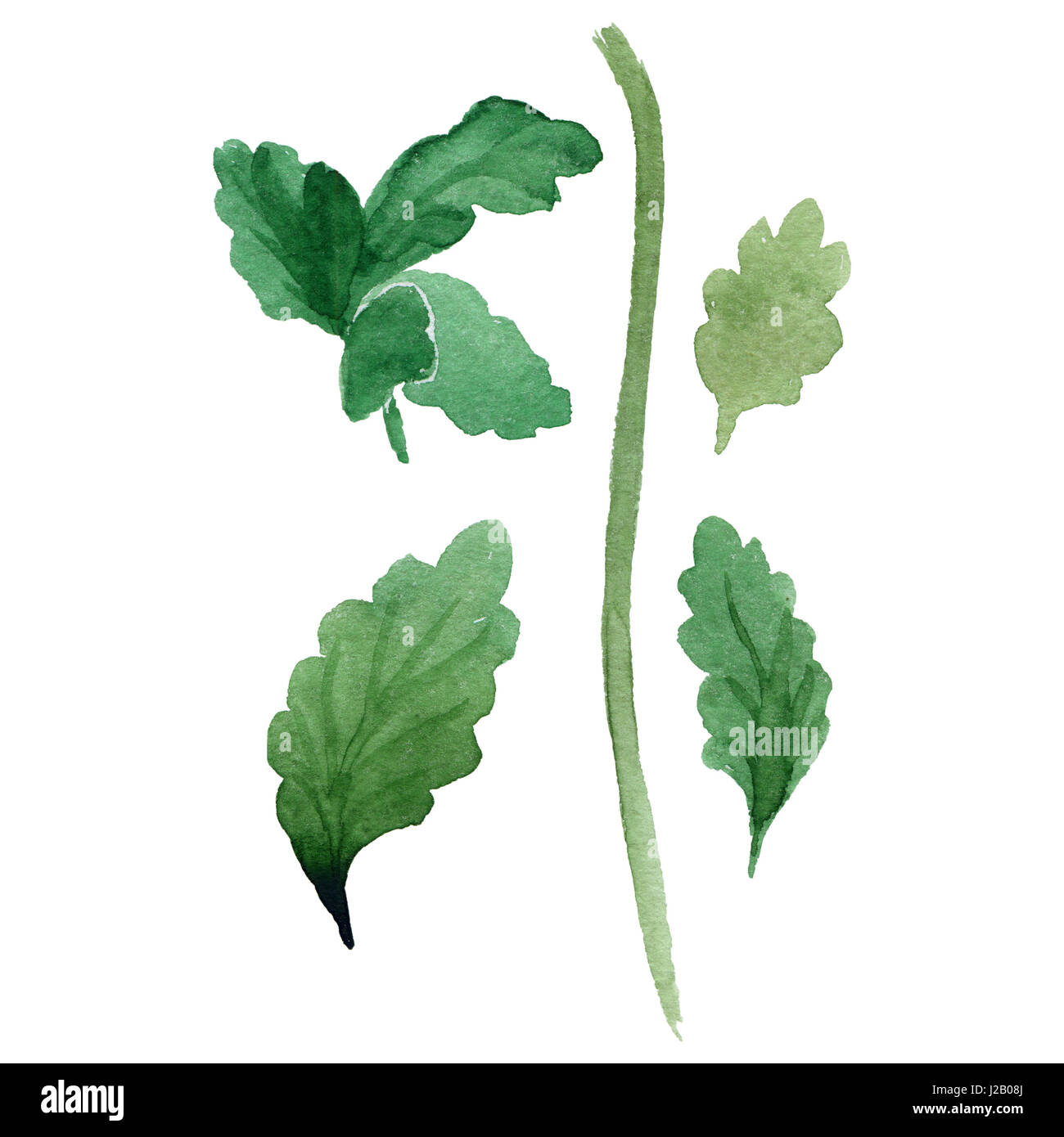 Wildflower viola flower leaves in a watercolor style isolated ...