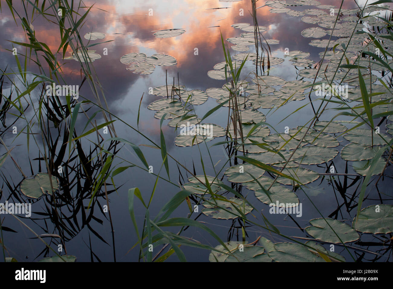 High angle view of lily pads in pond during sunset Stock Photo - Alamy