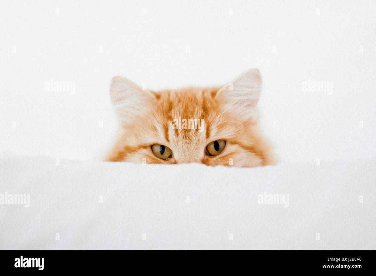 Portrait of ginger cat hiding behind cushion Stock Photo - Alamy