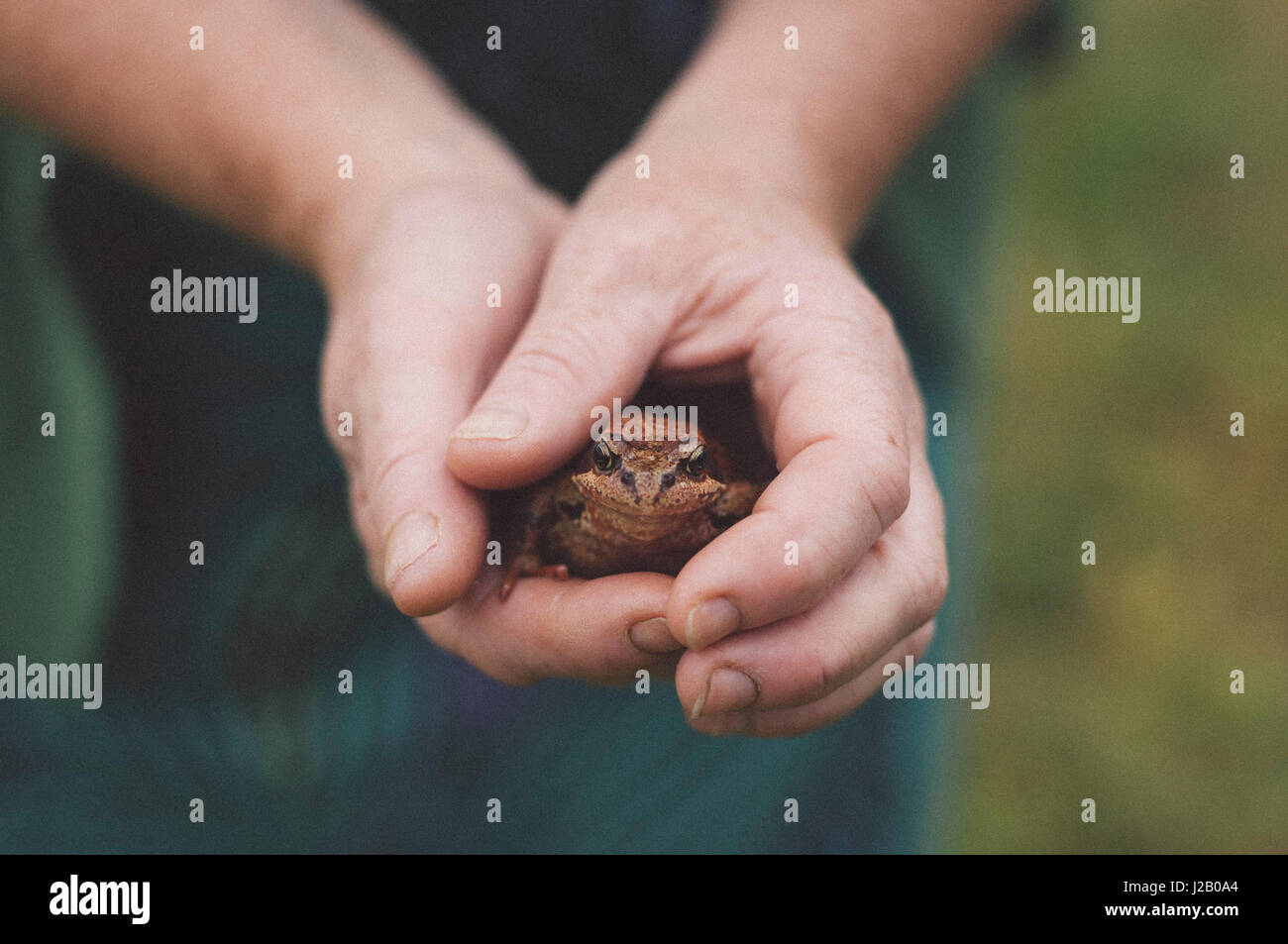 Close-up of hands holding frog Stock Photo - Alamy