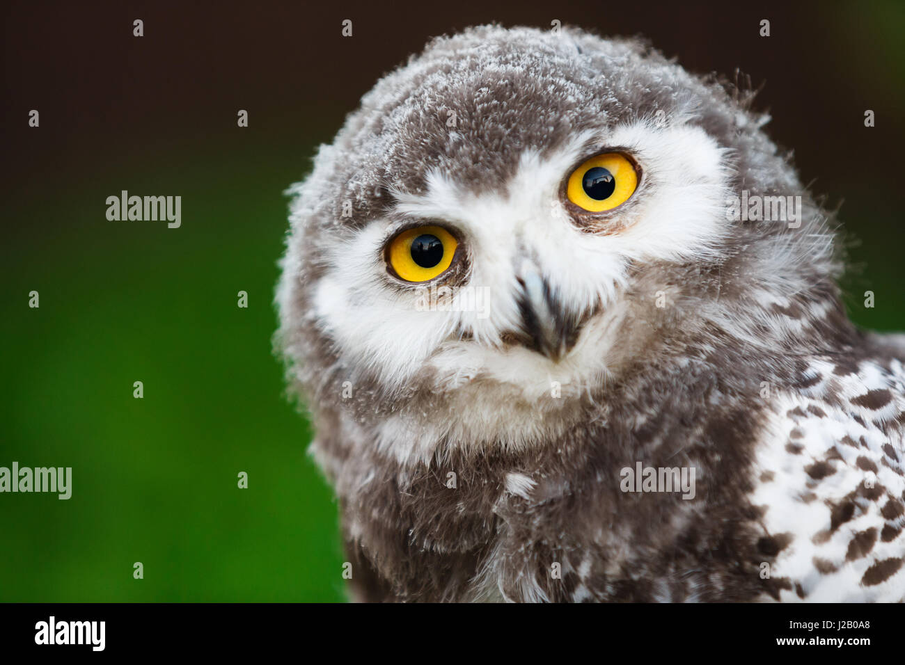 Portrait of snowy owl chick on a green background Stock Photo - Alamy
