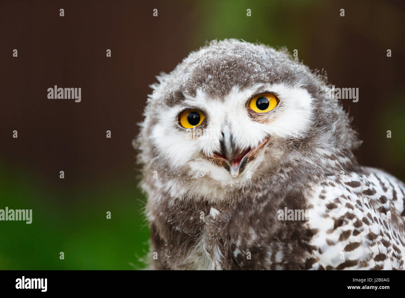 Portrait of snowy owl chick on a green background Stock Photo - Alamy