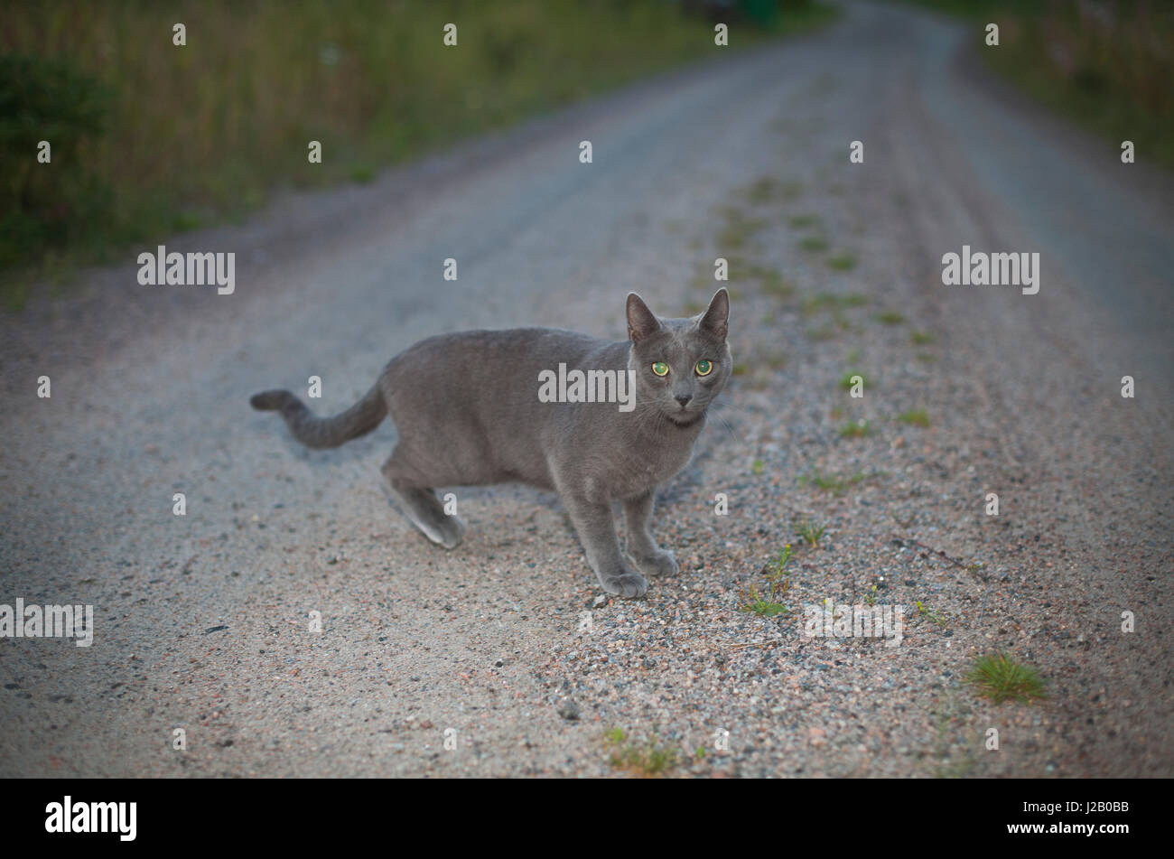 Cat crossing road hi-res stock photography and images - Alamy
