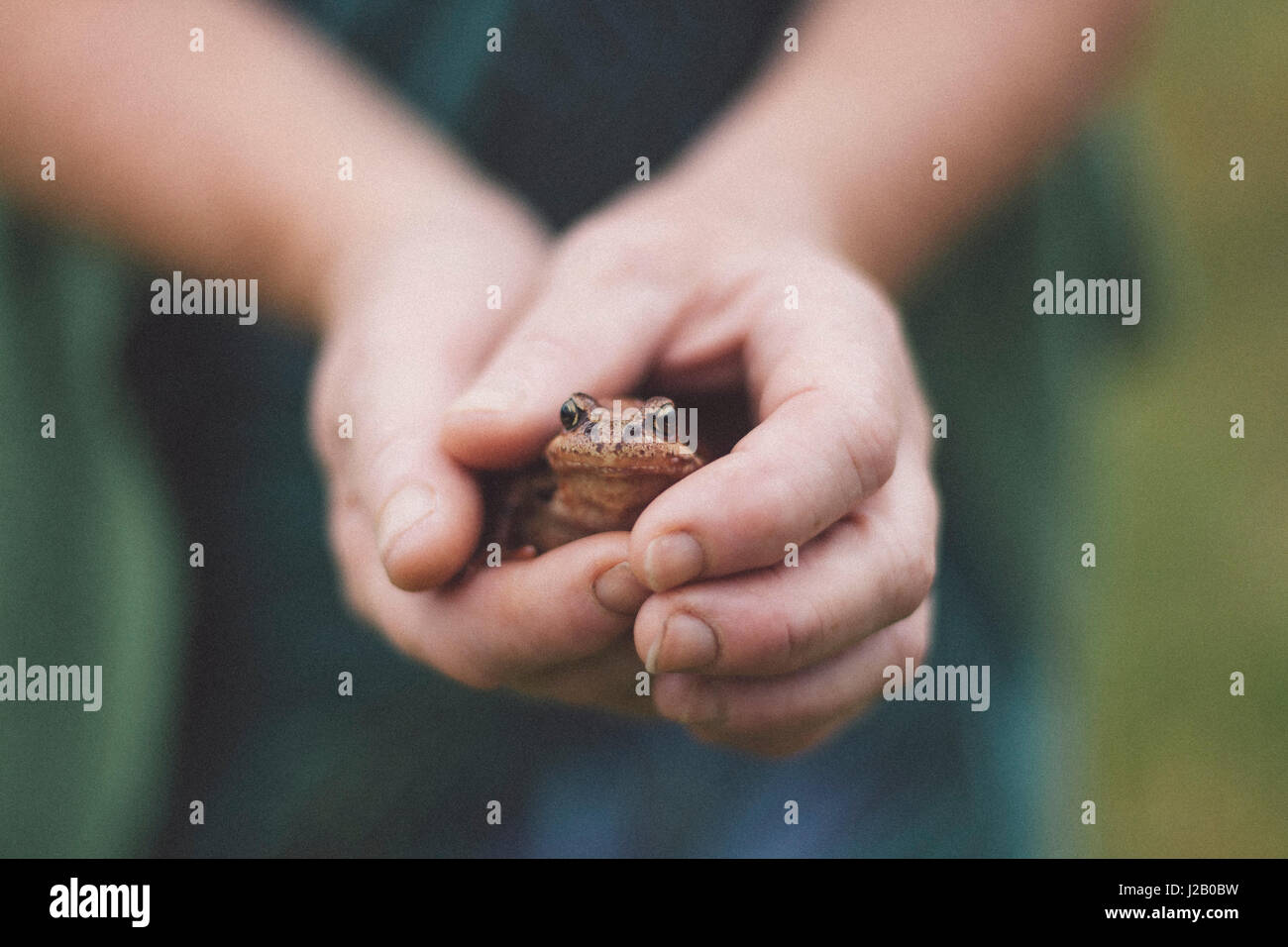 Hand holding frog amphibian hi-res stock photography and images - Alamy