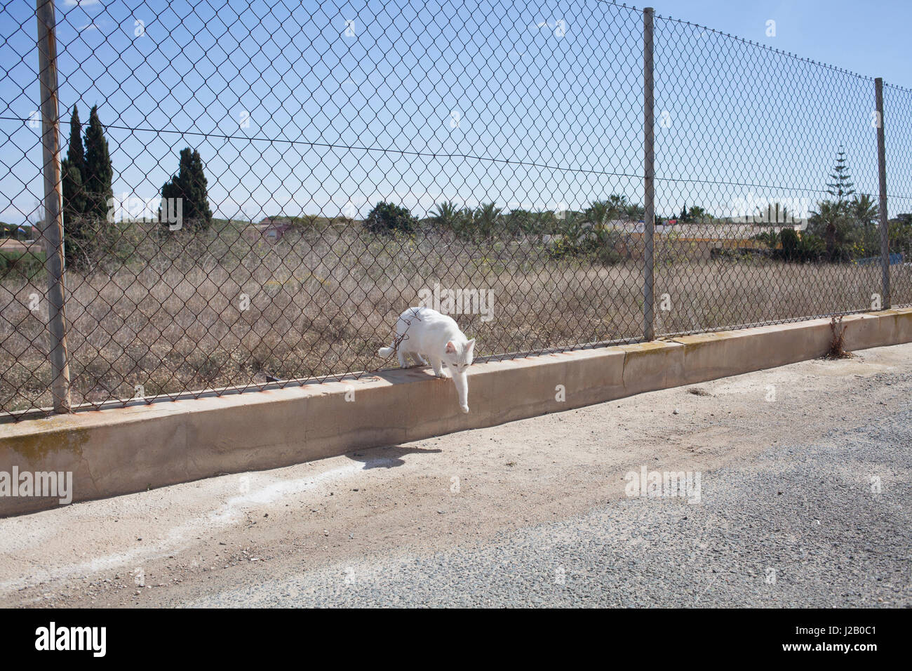 White cat passing through chainlink fence Stock Photo - Alamy