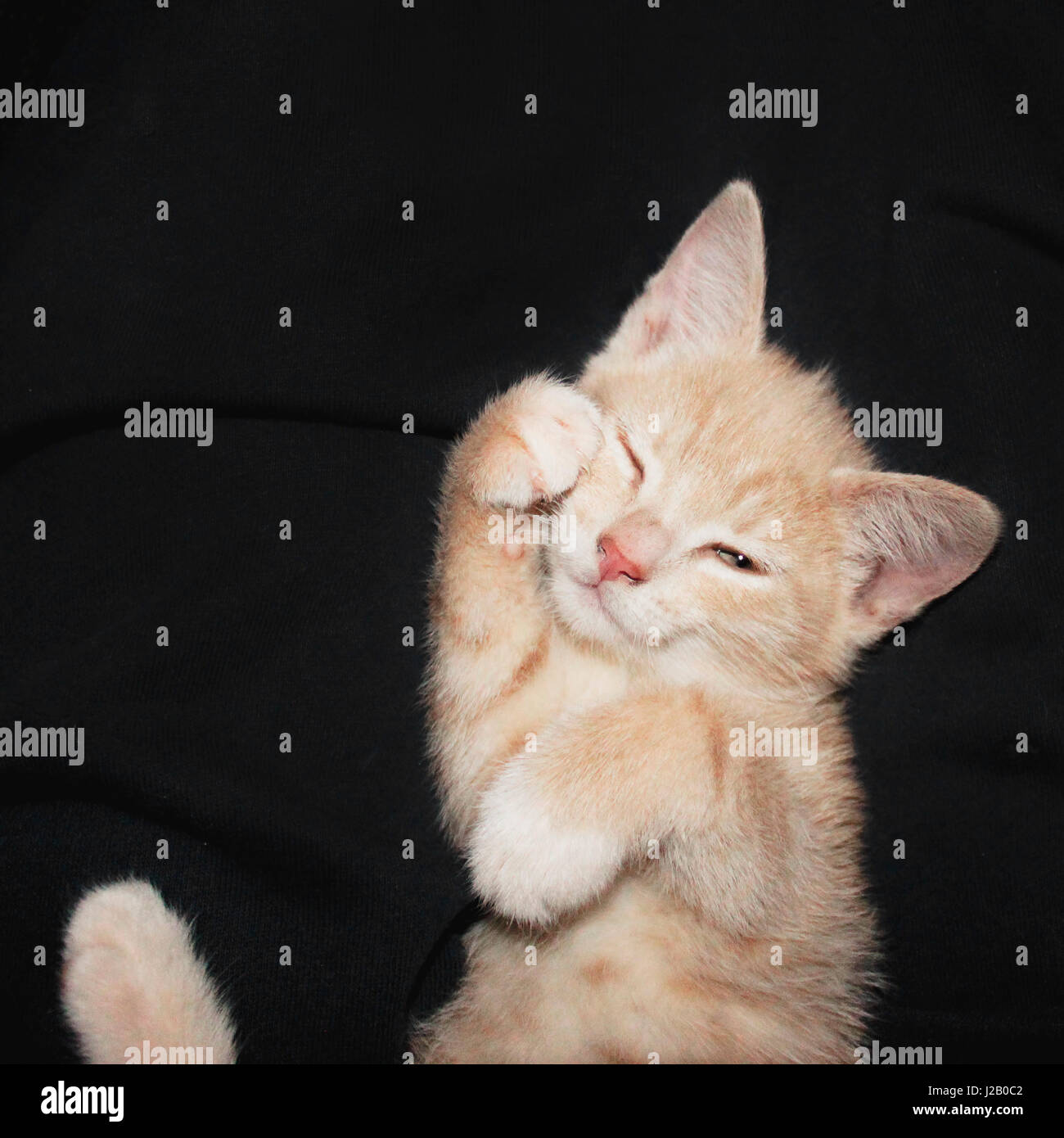High angle kitten hi-res stock photography and images - Alamy