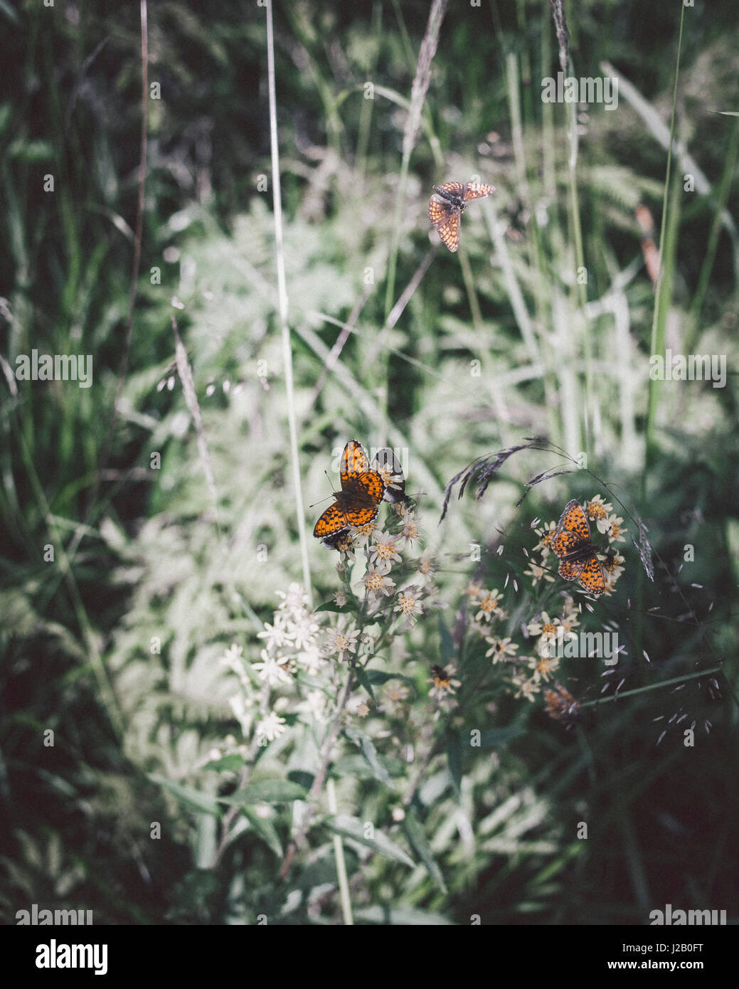 High angle view of butterflies pollinating on flowers at park Stock ...