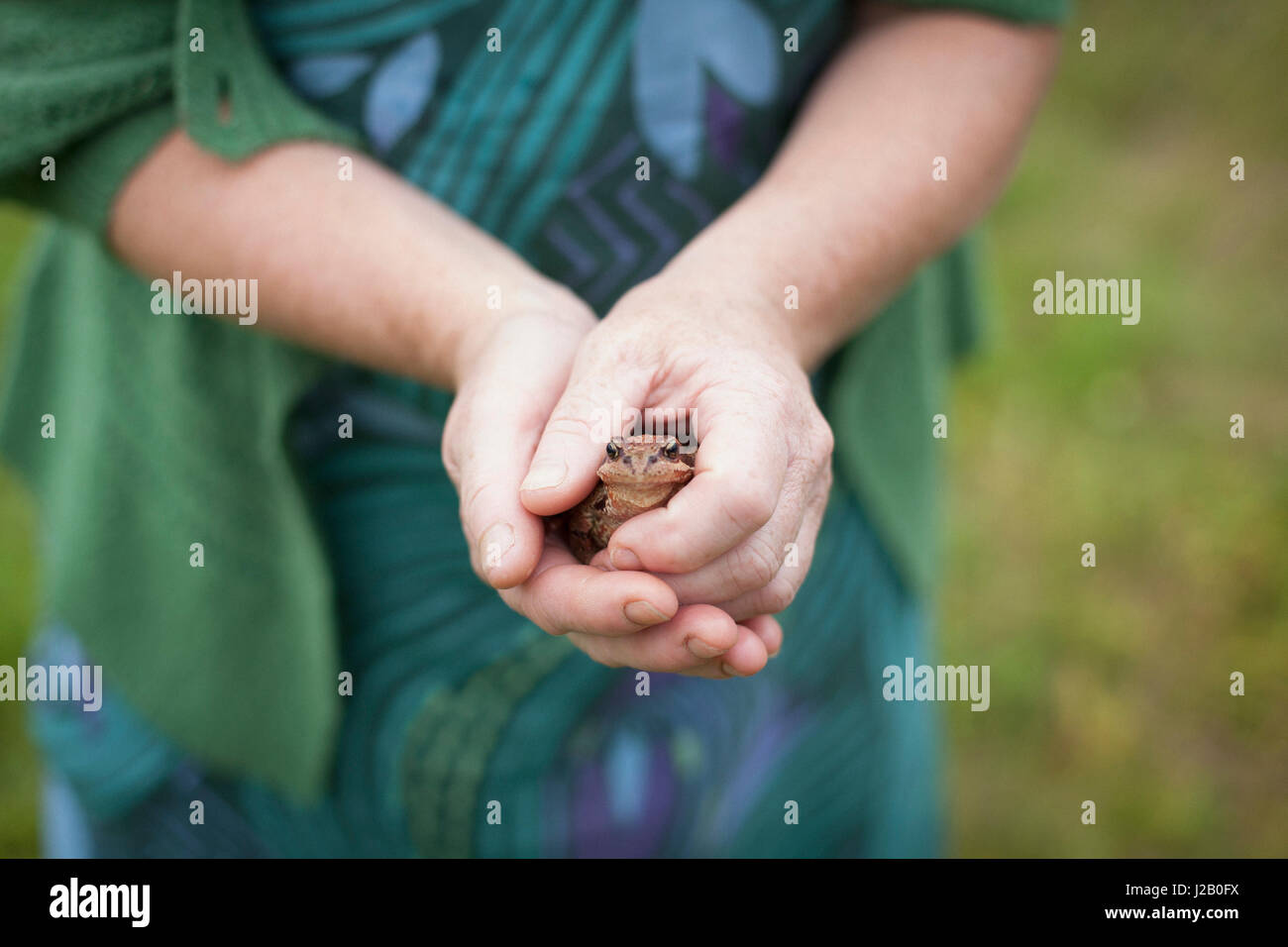 Hand holding frog amphibian hi-res stock photography and images - Alamy