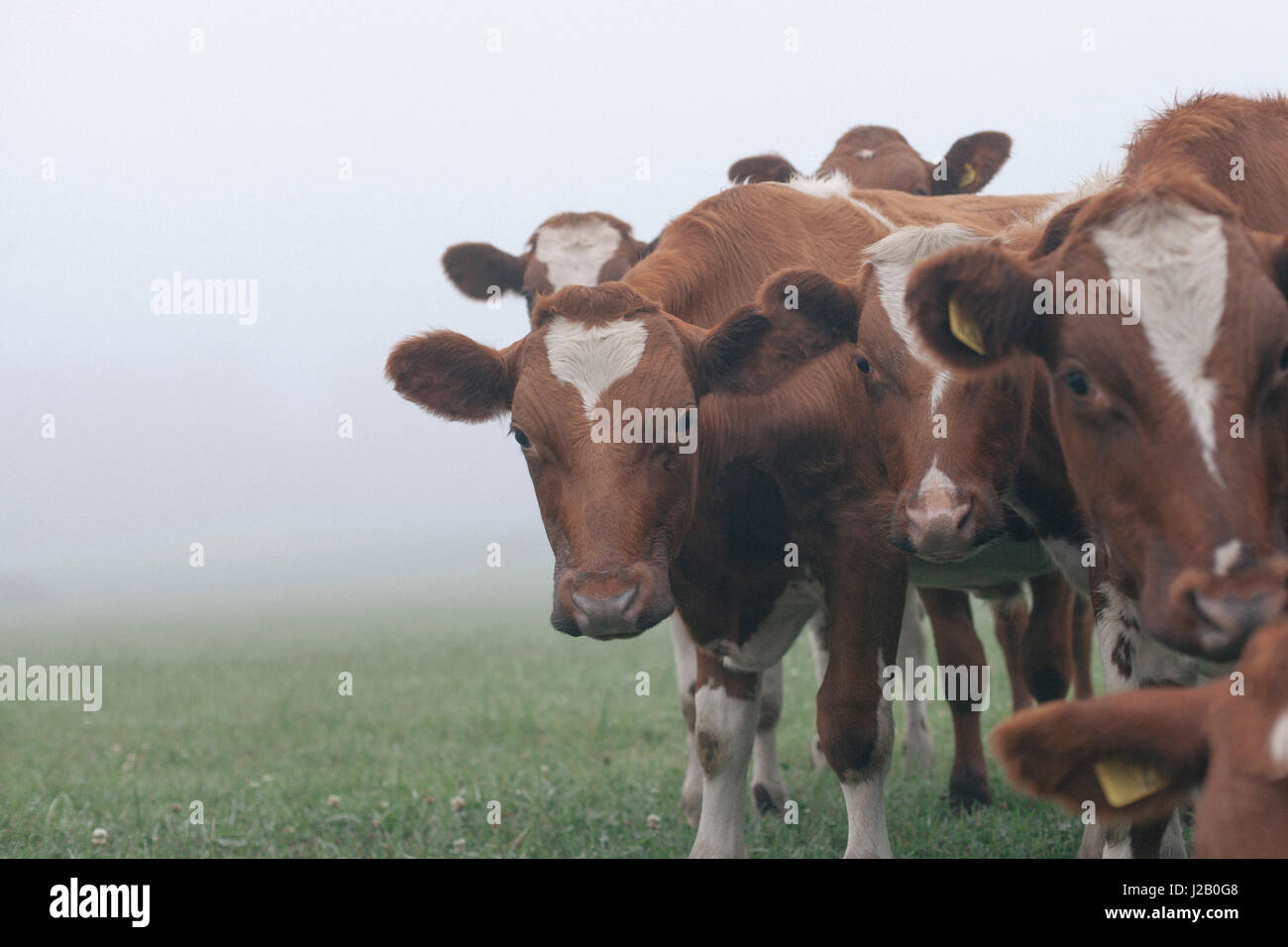Five cows hi-res stock photography and images - Alamy