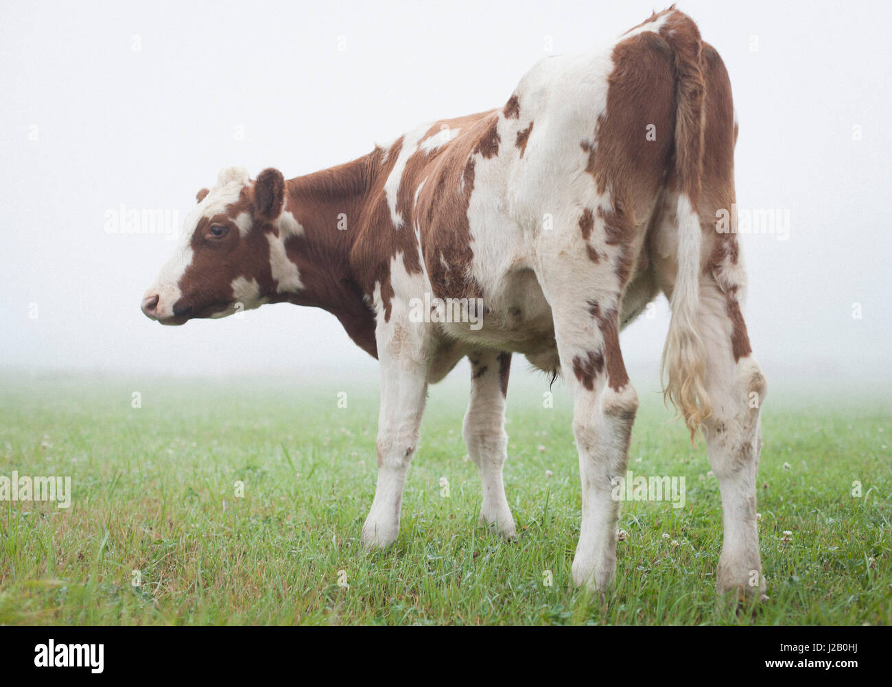 Domestic cow side view hi-res stock photography and images - Alamy