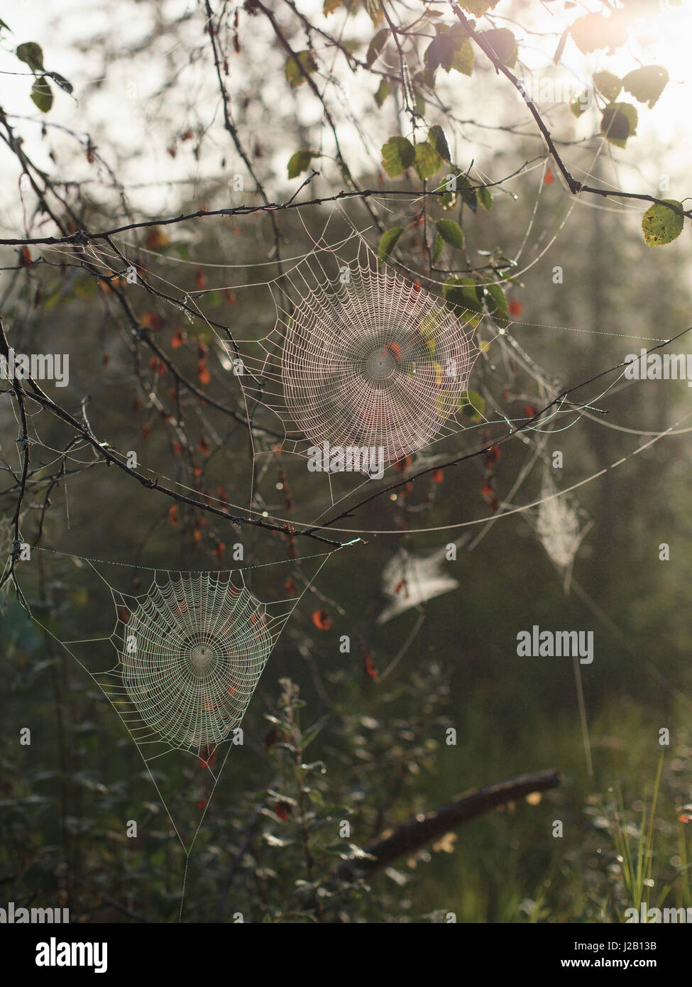 Spider webs on branches during sunny day Stock Photo - Alamy