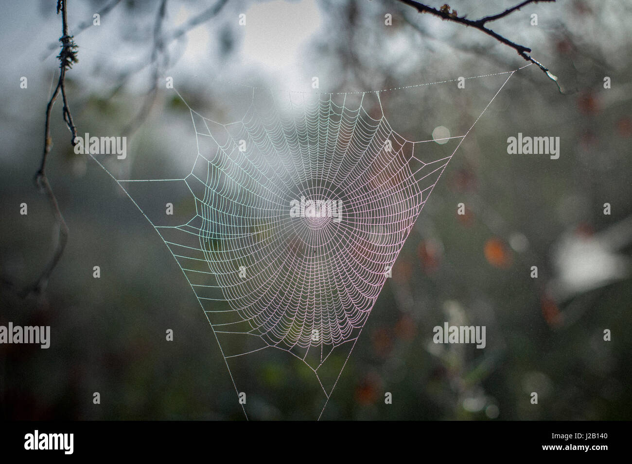 Spider on focus hi-res stock photography and images - Alamy