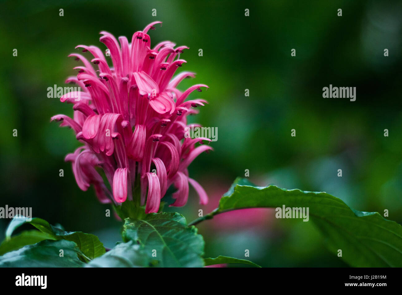 High contrast flower hi-res stock photography and images - Alamy