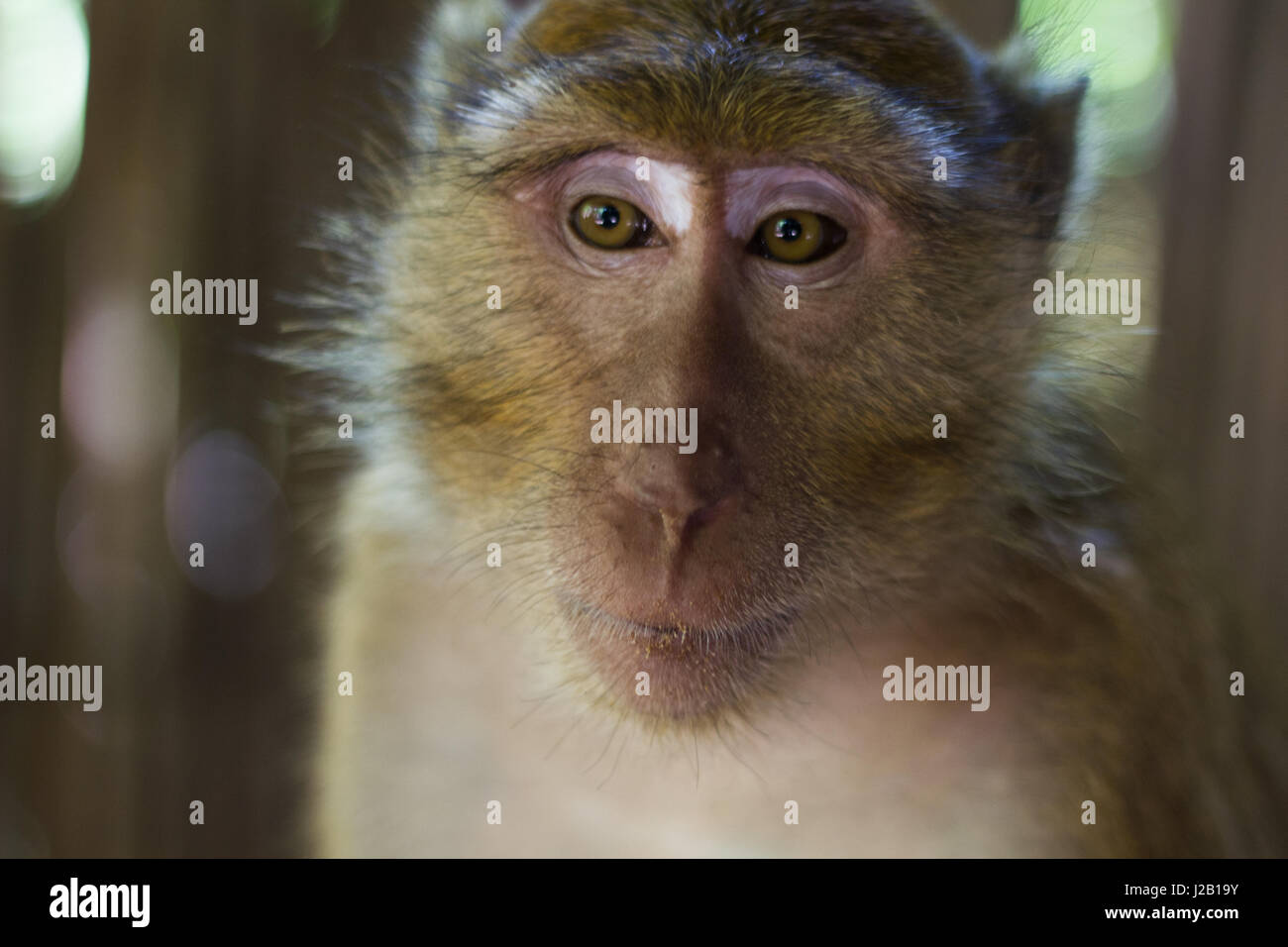 Monkey lips hi-res stock photography and images - Alamy