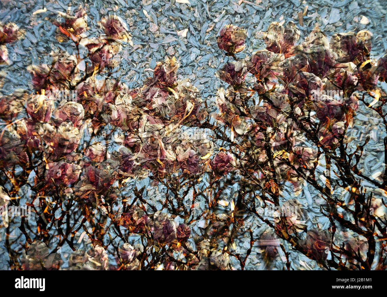 Background with Magnolia Stock Photo - Alamy